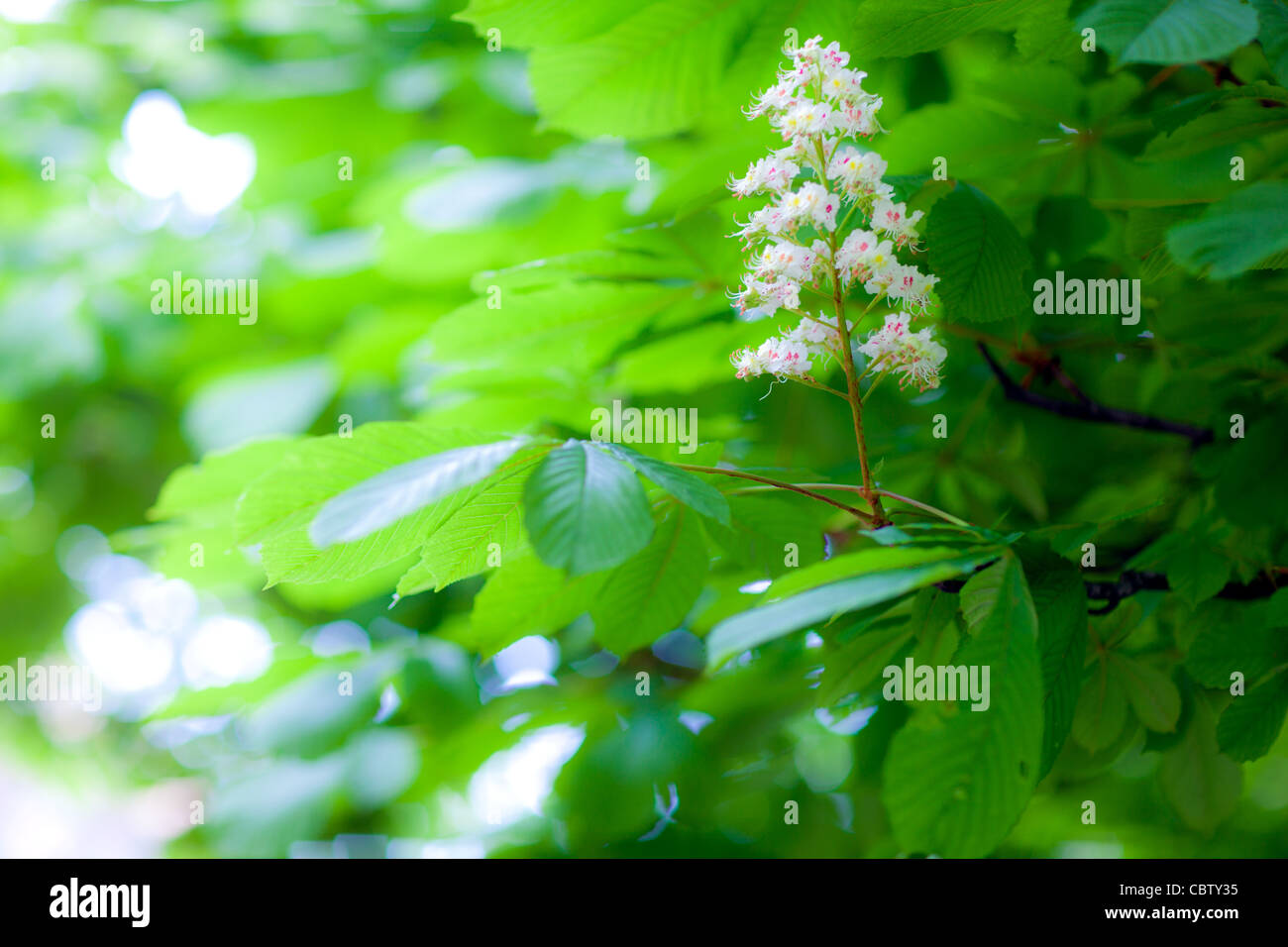 chestnut tree branch with leaves and flowers Stock Photo - Alamy