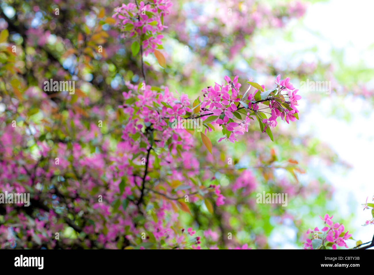 Eastern redbud tree in full bloom Stock Photo - Alamy