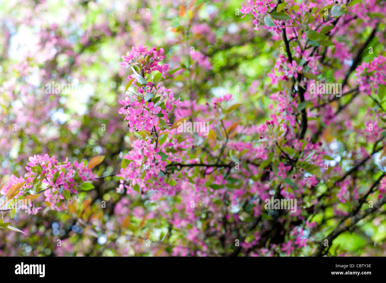 Eastern redbud tree in full bloom Stock Photo - Alamy