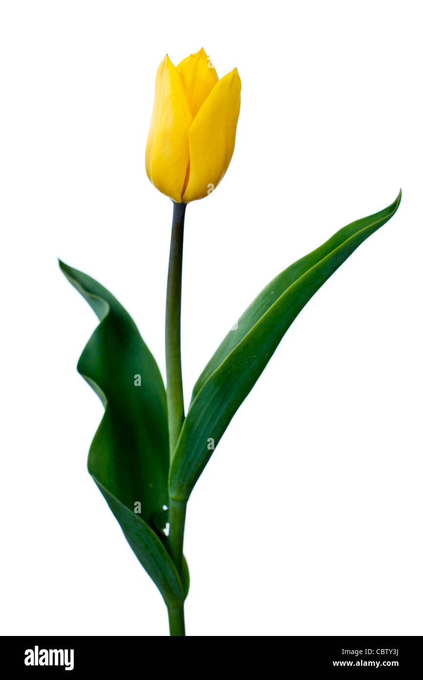 Yellow Tulip Flower