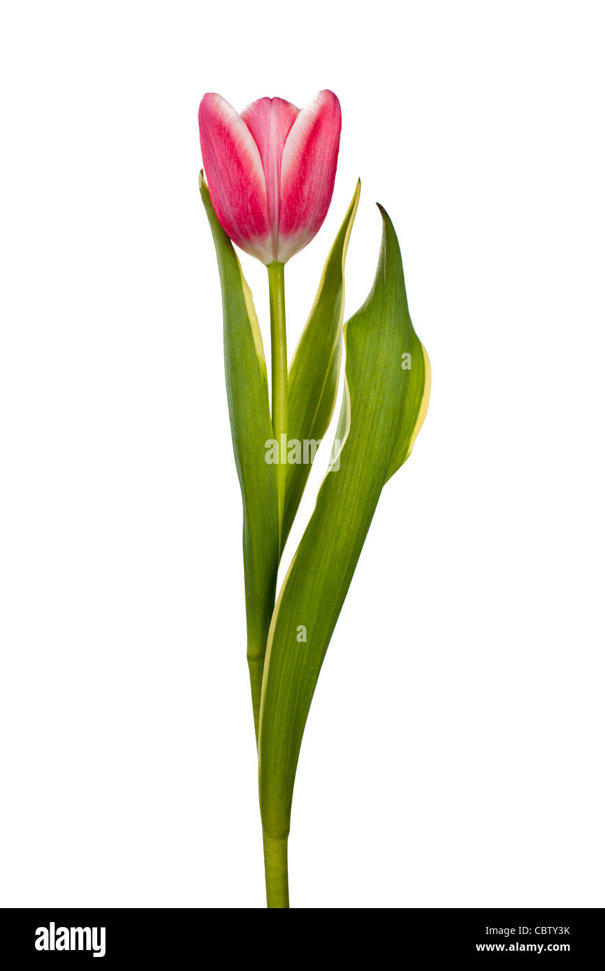 single Red tulip isolated on whiite background Stock Photo - Alamy