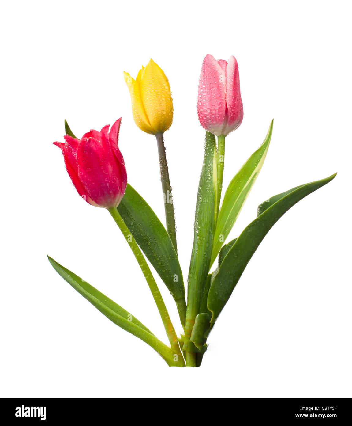 Three fresh tulips isolated on white background Stock Photo - Alamy