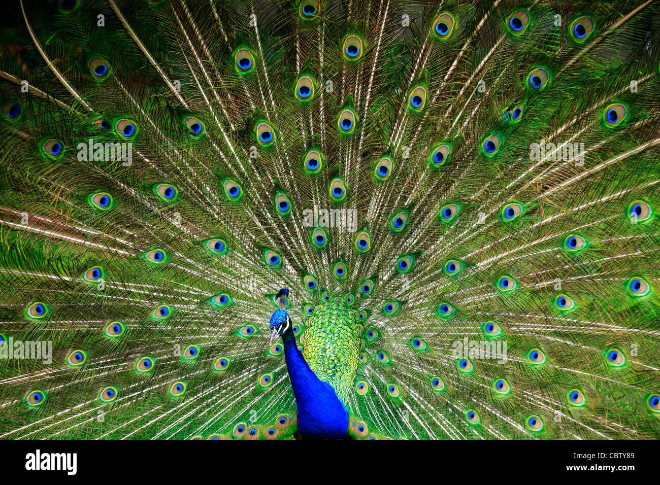 Male blue peacock or Royal turkey at the Buenos Aires metropolitan Zoo ...