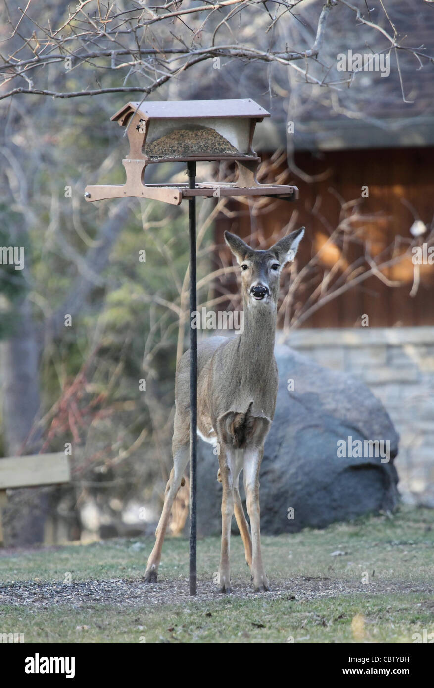Photograph of a whitetail deer in the process of chewing at a bird ...