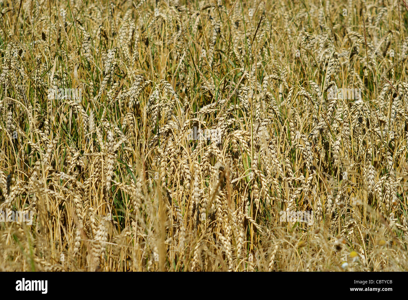 straw after harvesting - wheat field Stock Photo - Alamy