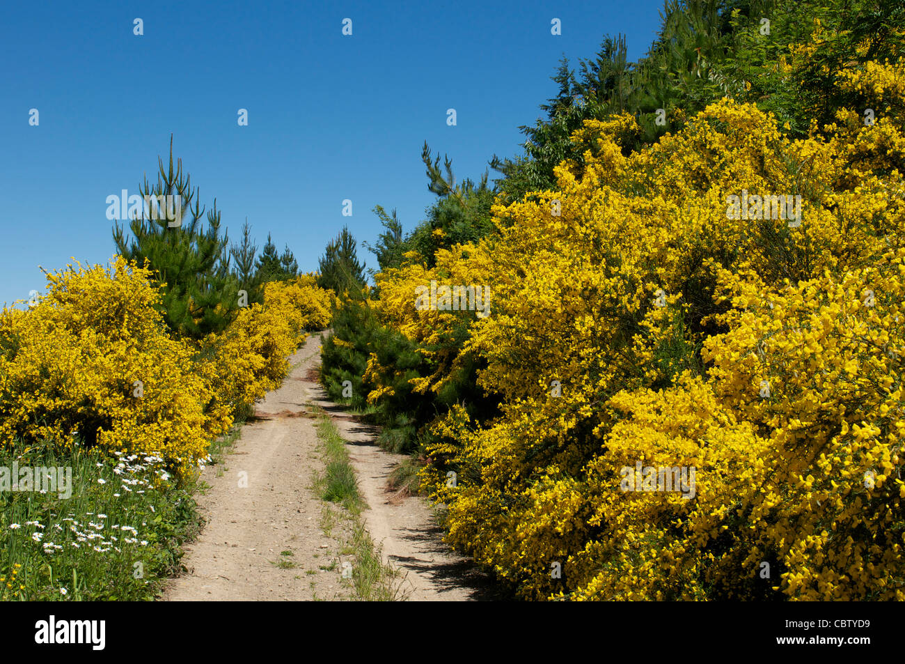 On either side of this mountain track flowers fragrant broom Hanmer ...