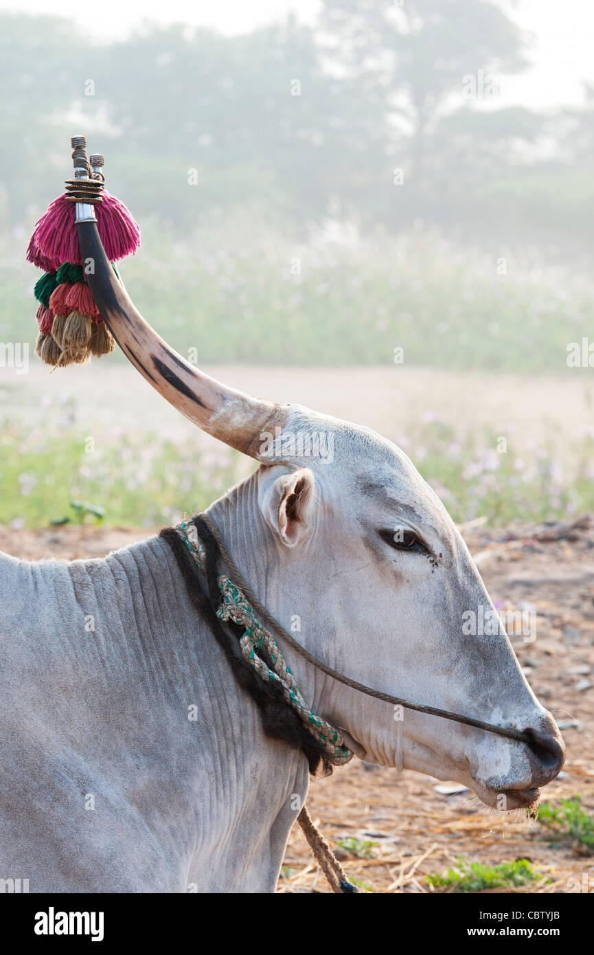 Bos indicus indian zebu humped hi-res stock photography and images - Alamy