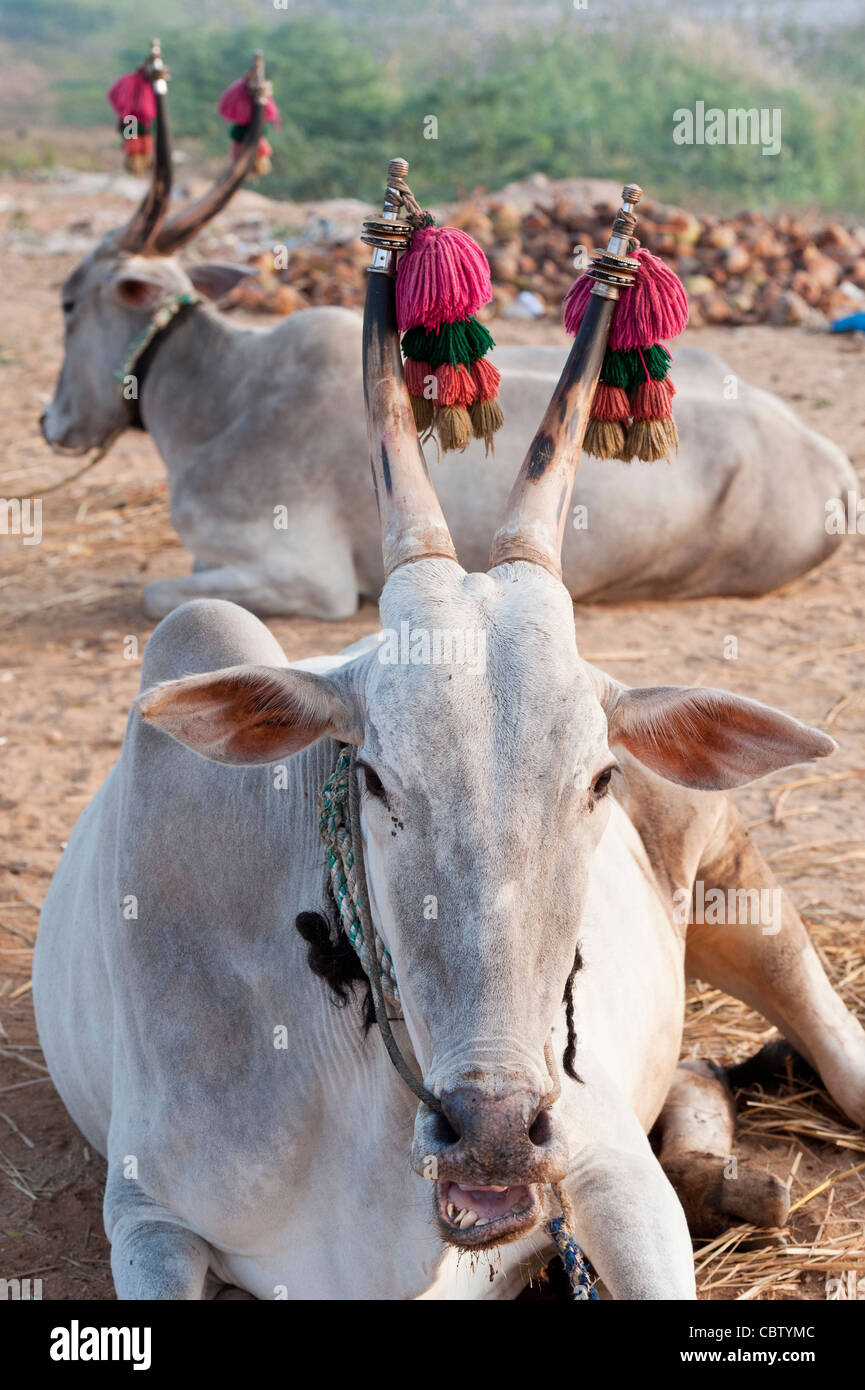 Bos primigenius indicus . Indian Zebu / humped cattle with horn ...