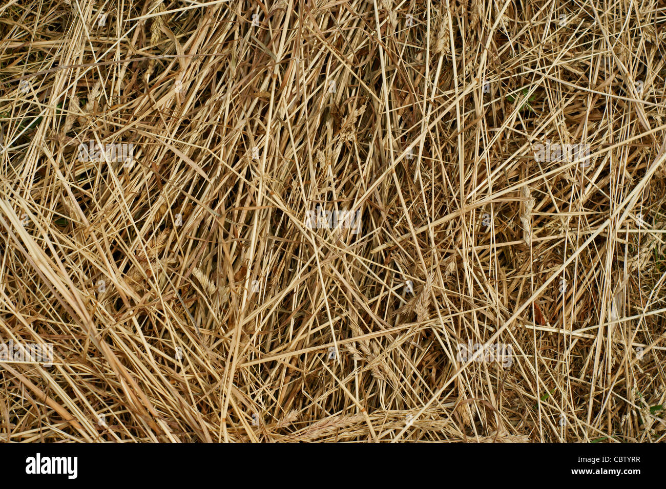 texture background of hay. Freshly harvested Stock Photo - Alamy
