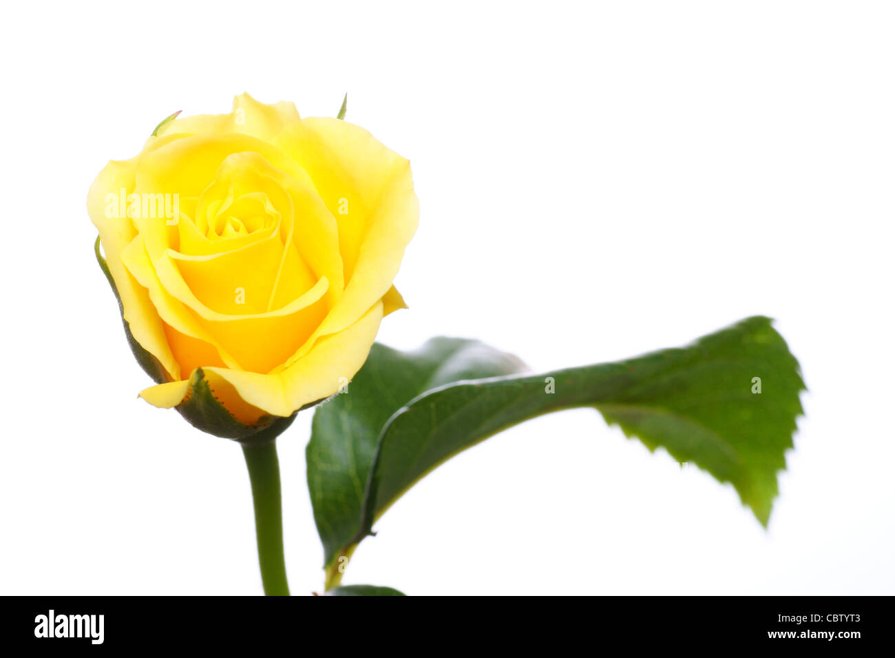 Yellow rose isolated on white background Stock Photo - Alamy