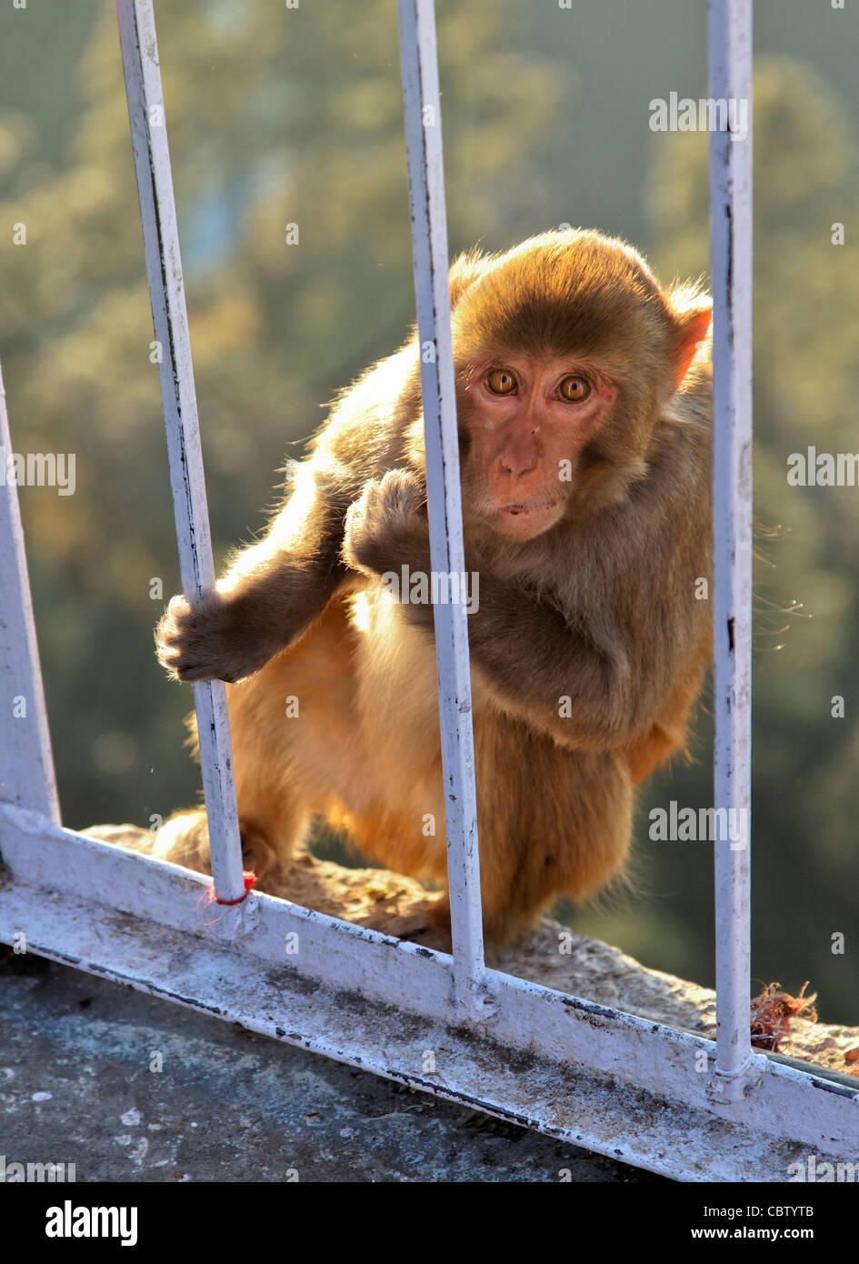 Portrait of an Indian monkey at Vaishno Devi temple in Jammu Kashmir ...