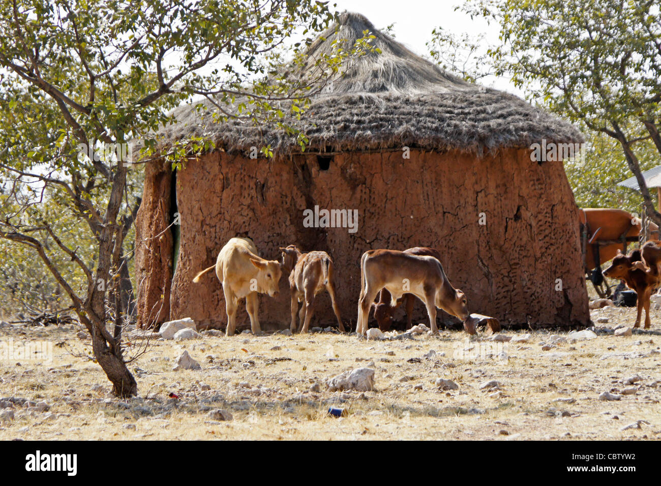 Calves outside thatched mud hut in Herero village, Damaraland, Namibia ...