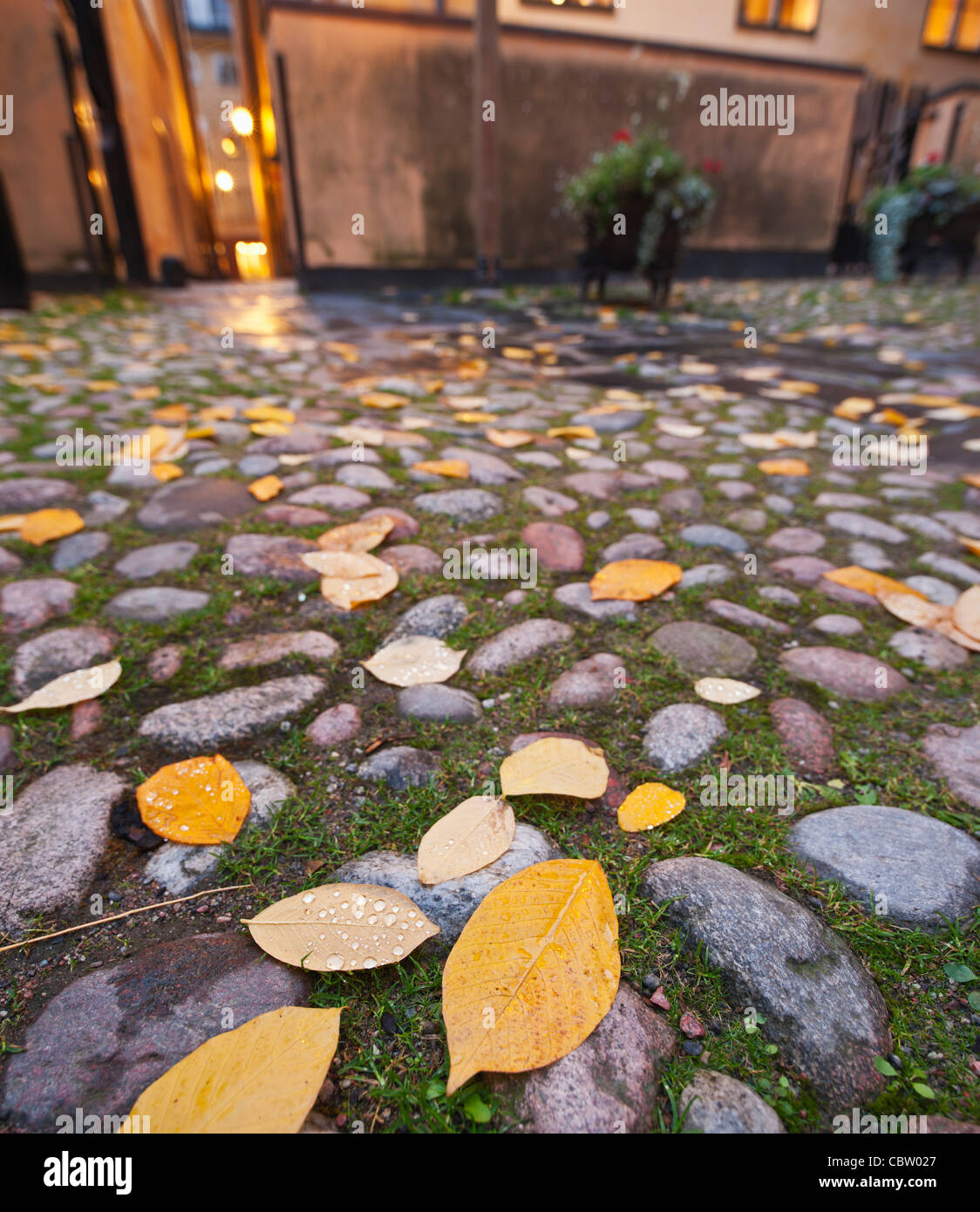 Autumn leaves fallen on cobble stone courtyard, Gamla Stan - old town ...