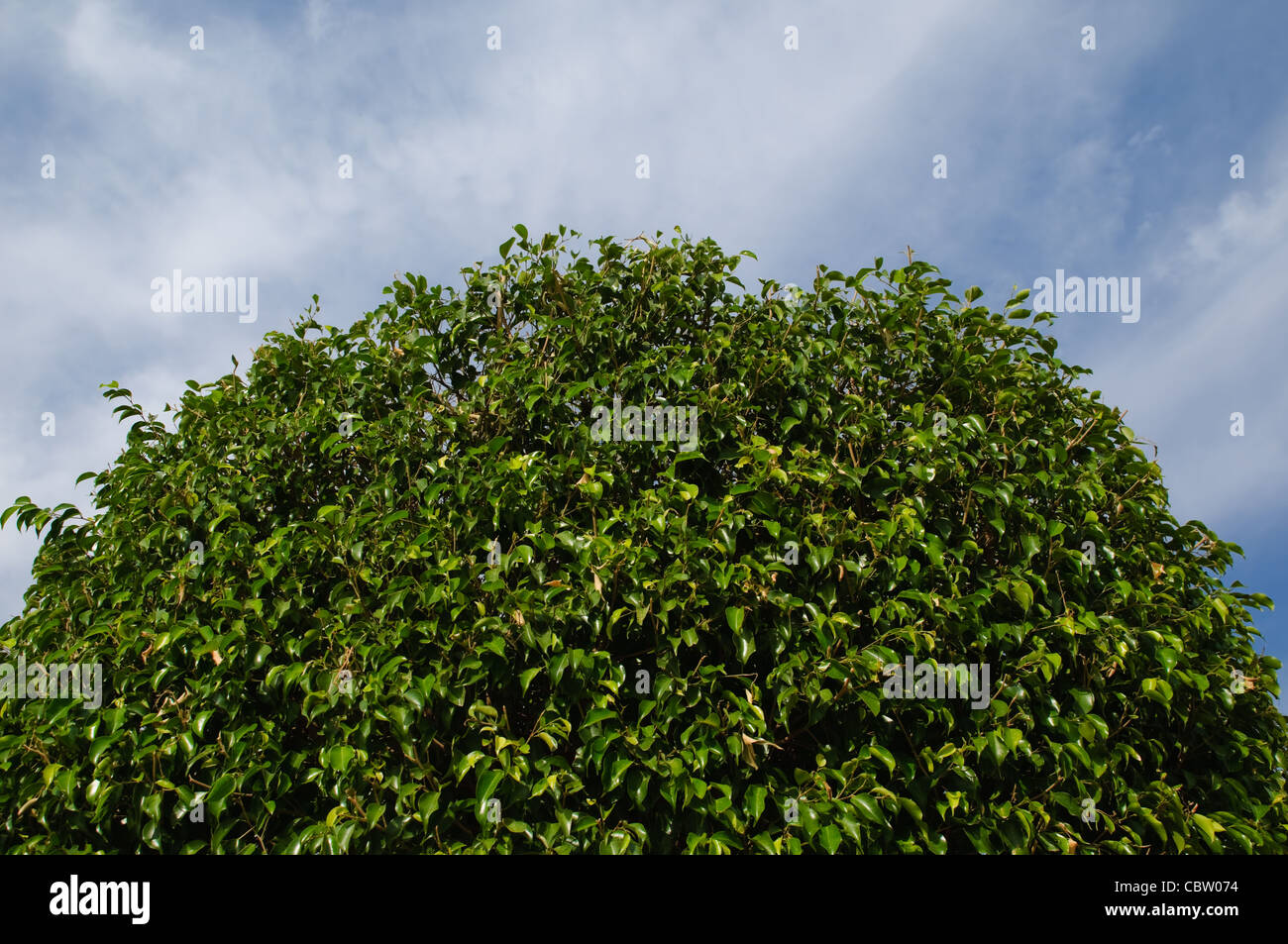 Tree crown hi-res stock photography and images - Alamy