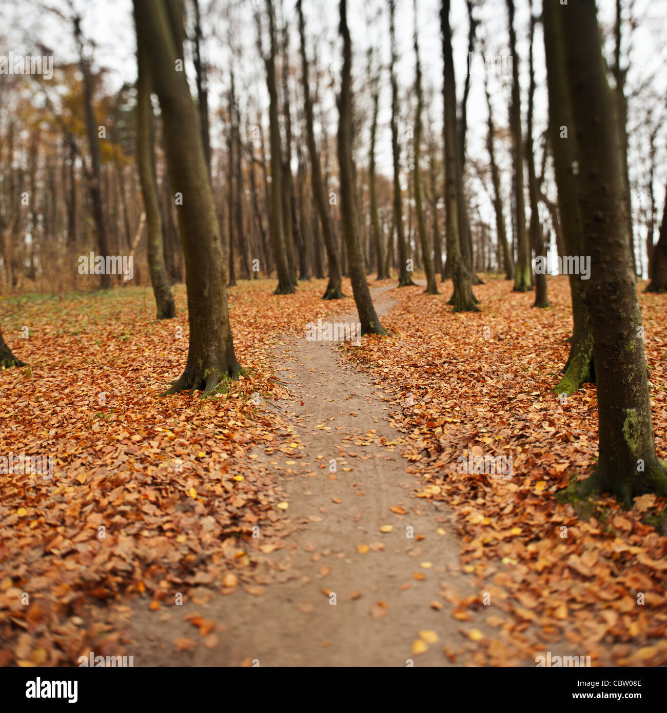 Trail through forest with fallen autumn leaves, Warnemünde, Mecklenburg ...