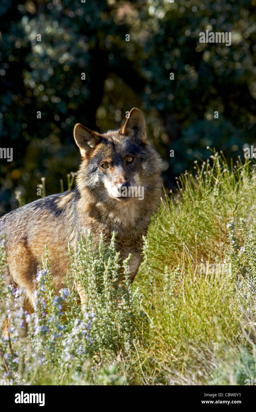 Lobo iberico hi-res stock photography and images - Alamy