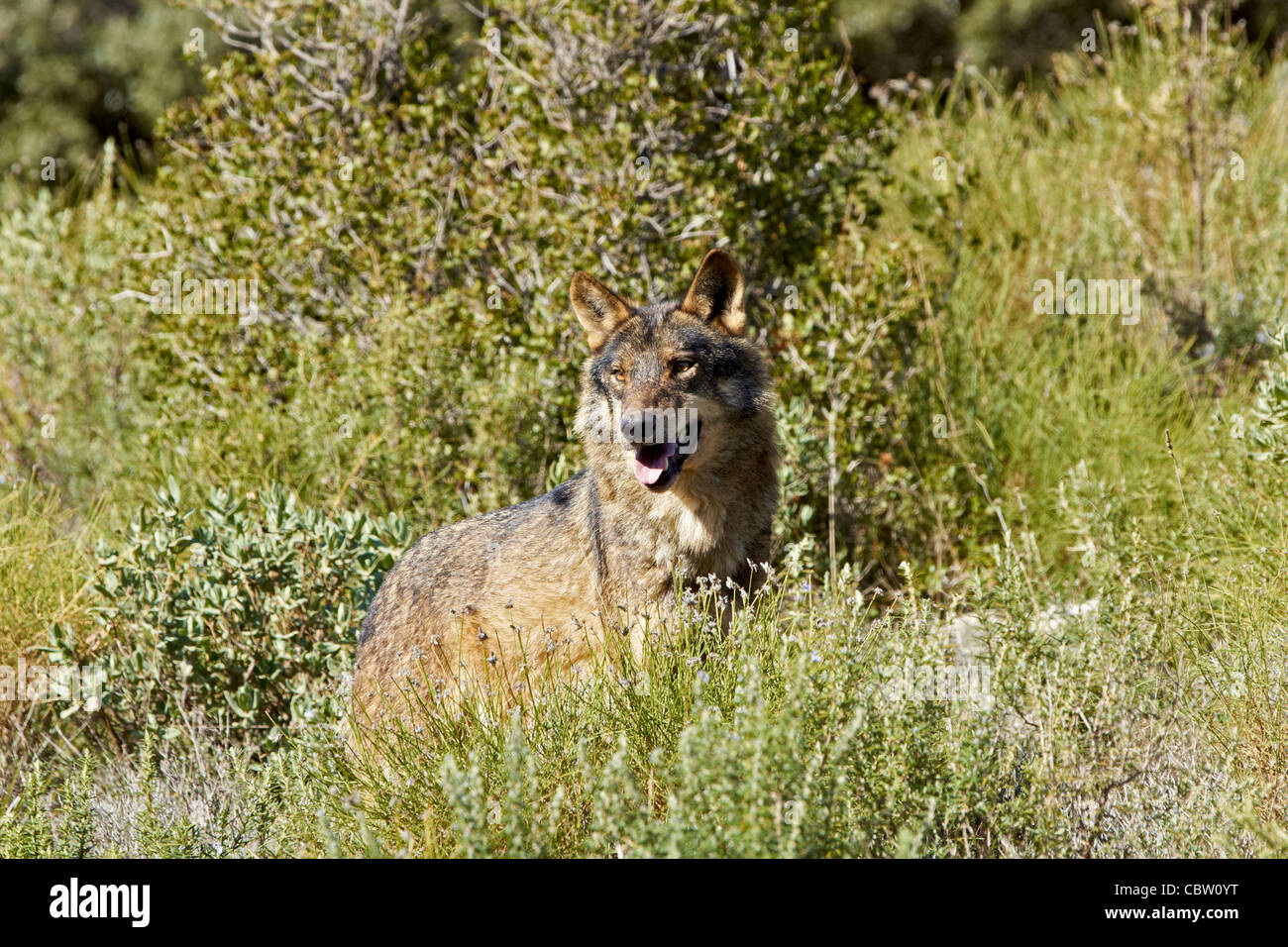 Lobo ibérico hi-res stock photography and images - Alamy