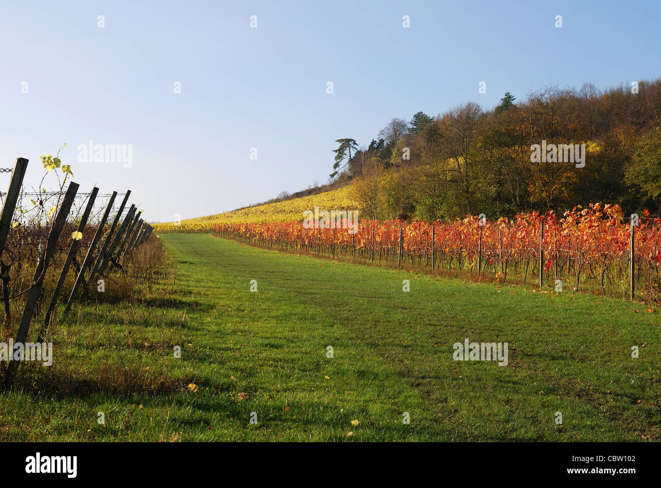 Vineyard in Surrey. England. Late Autumn (Fall Stock Photo - Alamy