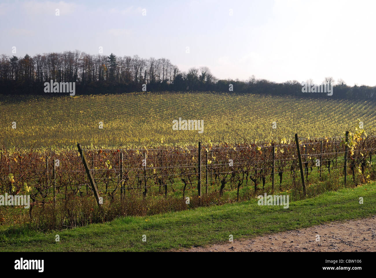Rows of grapevines for wine making in Surrey. England. Autumn (Fall ...