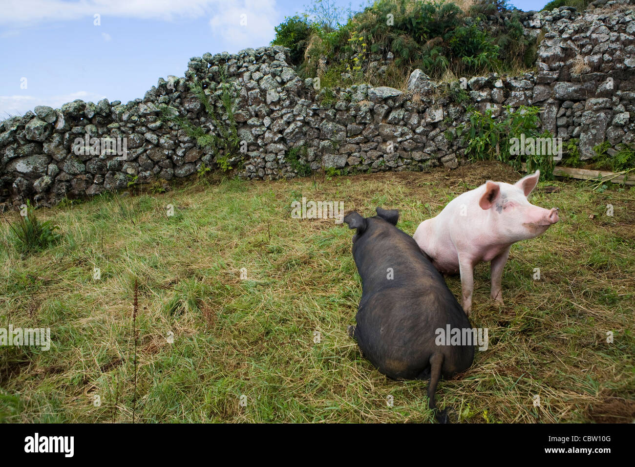 Isolated mid atlantic island pig pigs farming hi-res stock photography ...