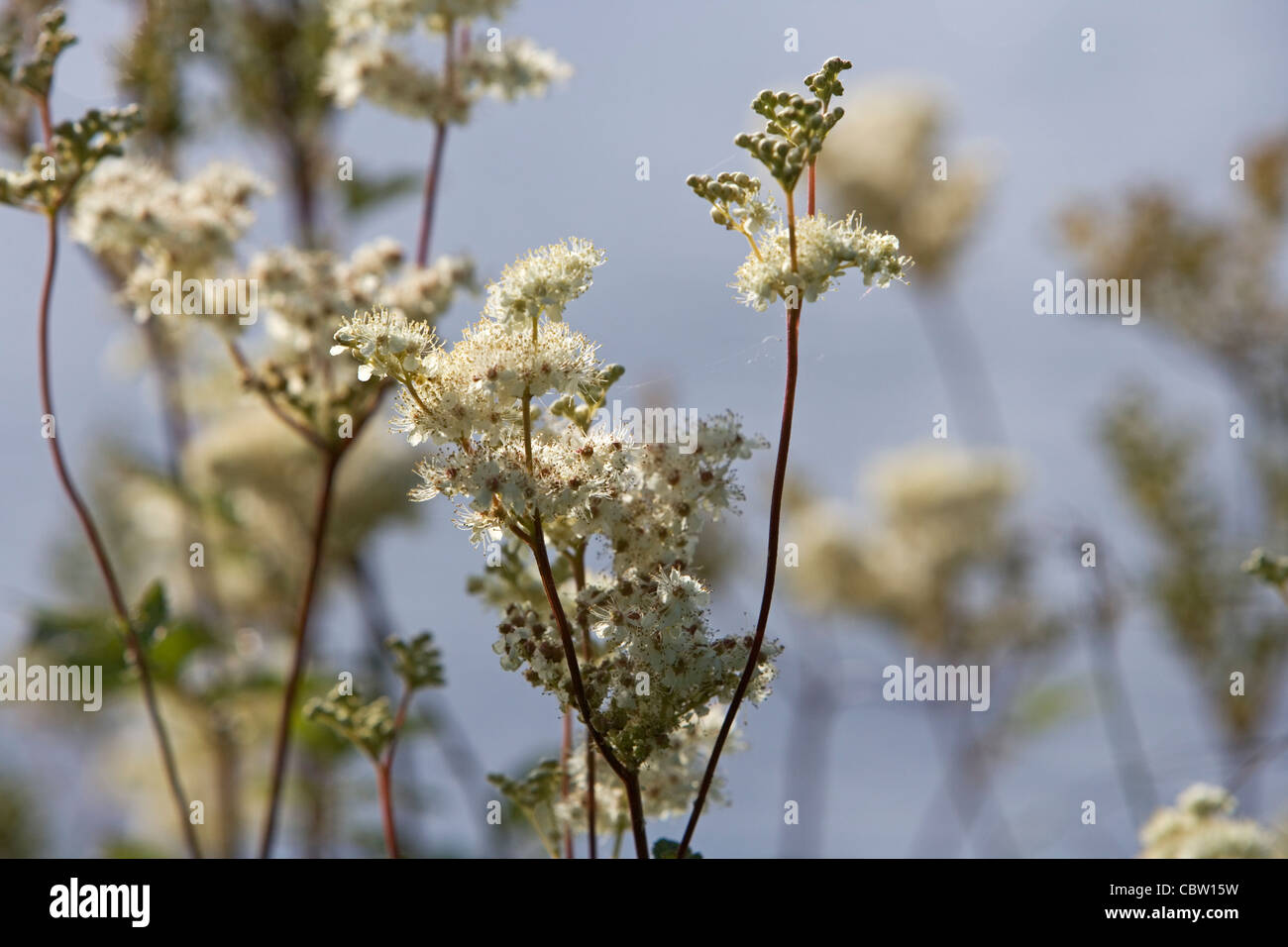 meadowsweet - filpendula ulmaria Stock Photo - Alamy
