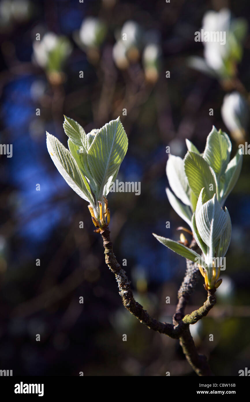 Green shoots of spring at the National Arboretum, Westonbirt Stock ...