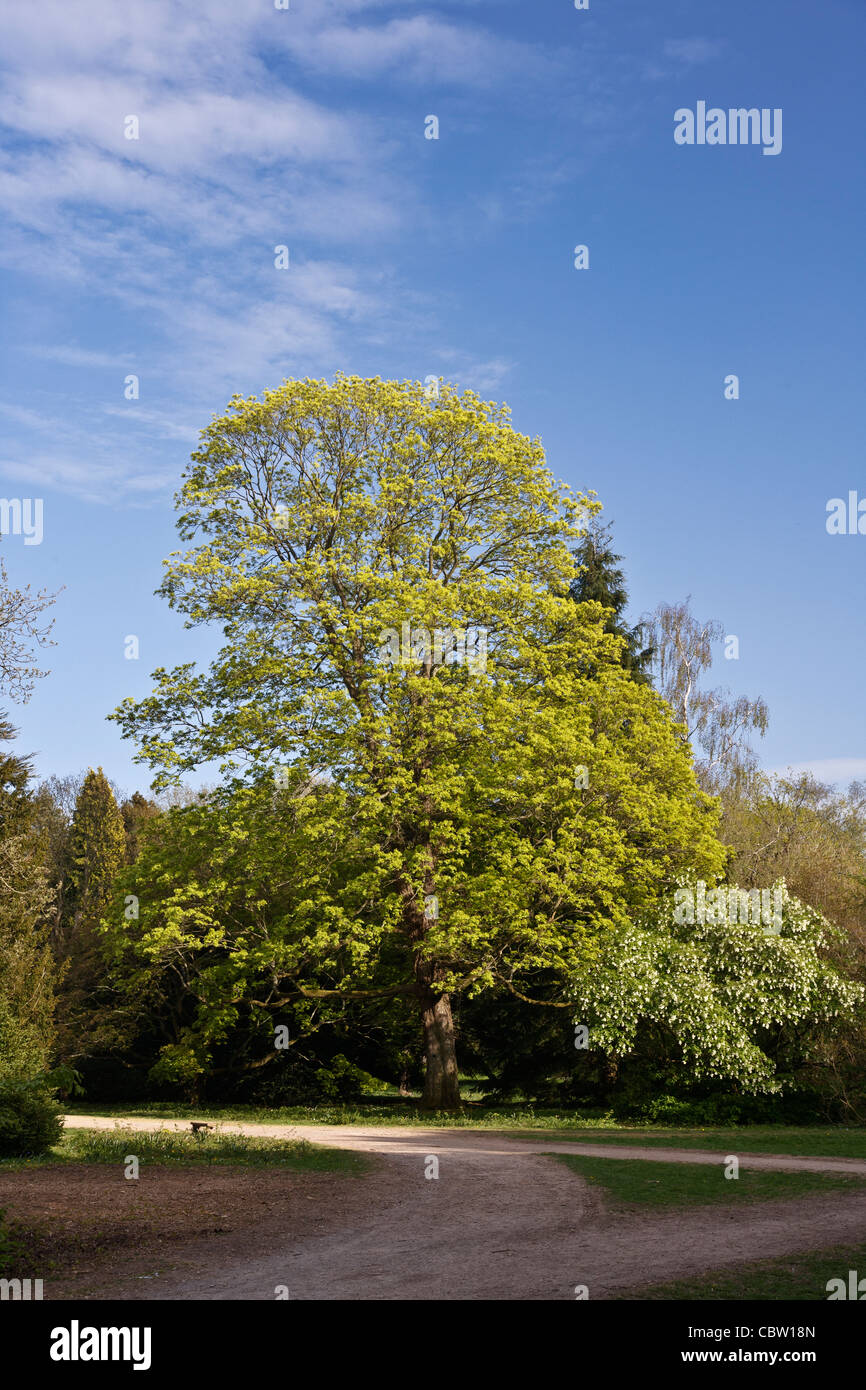 Oak Tree in Silk Wood Stock Photo - Alamy