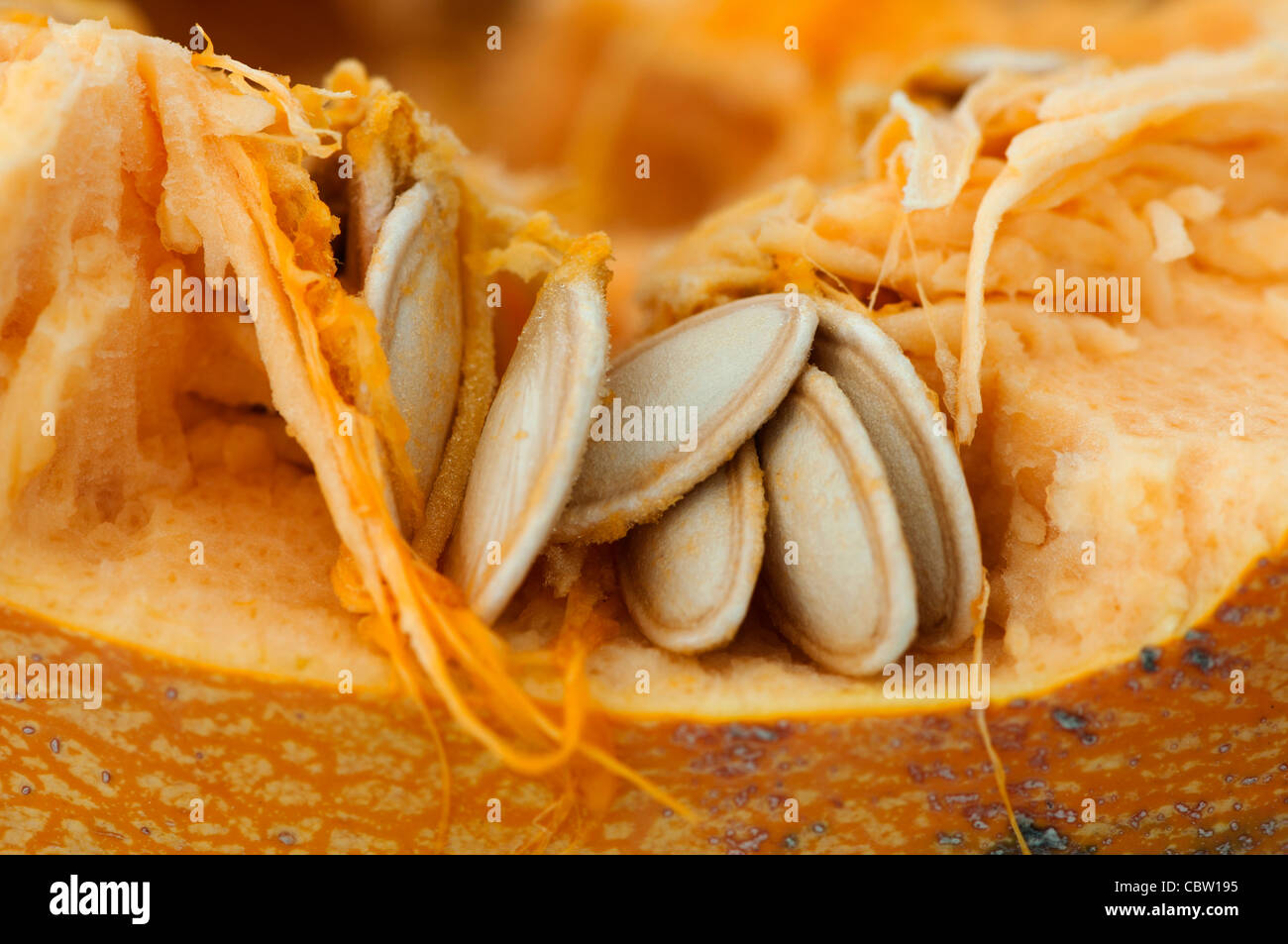 Seeds inside the pumpkin. Very close up Stock Photo - Alamy