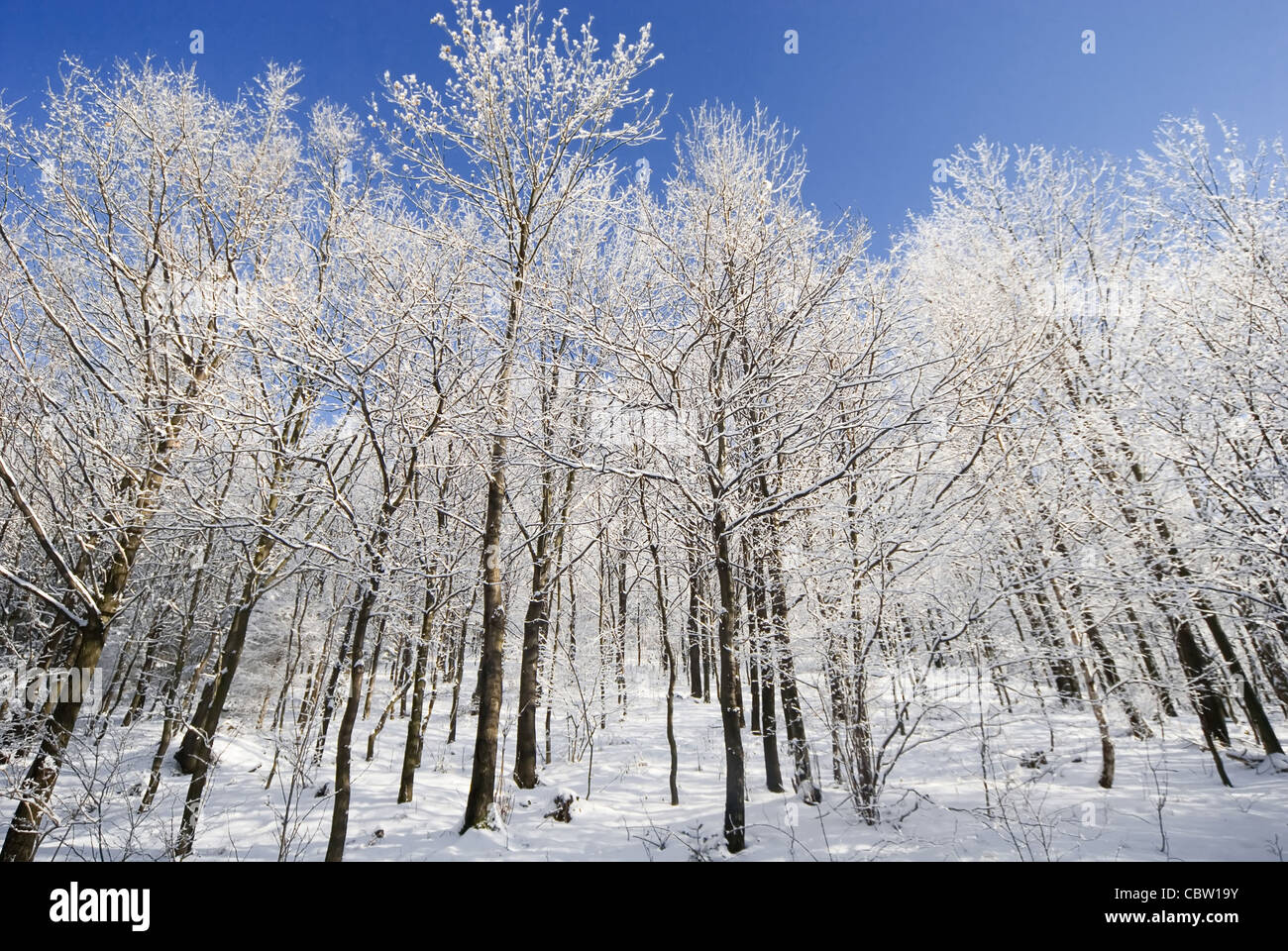 white winter trees and clear blue sky Stock Photo - Alamy