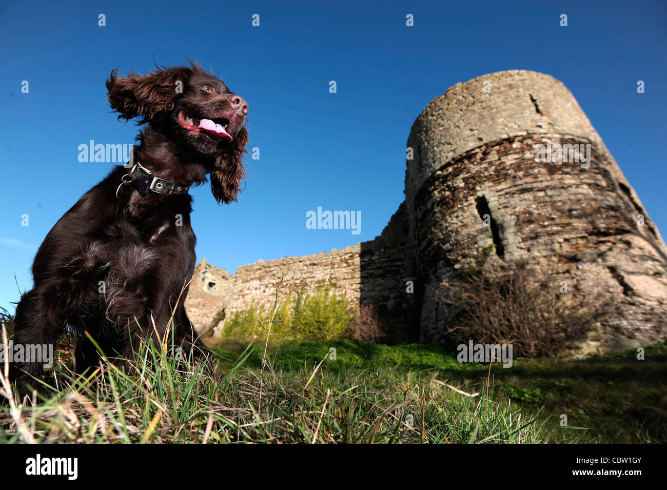 Working cocker spaniel at Pevensey Castle, East Sussex Stock Photo - Alamy