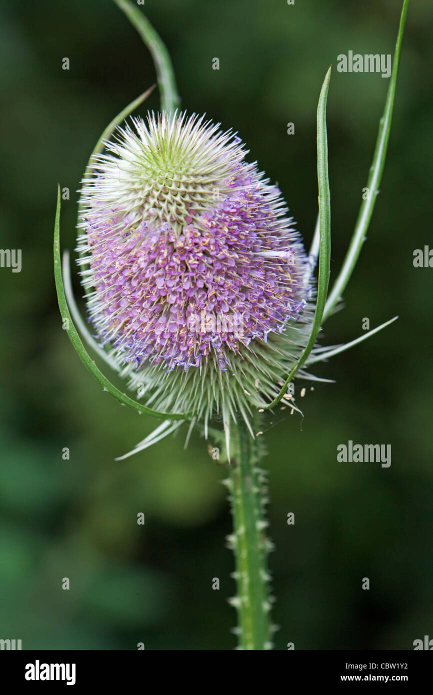 Dipsacus teasel hi-res stock photography and images - Alamy