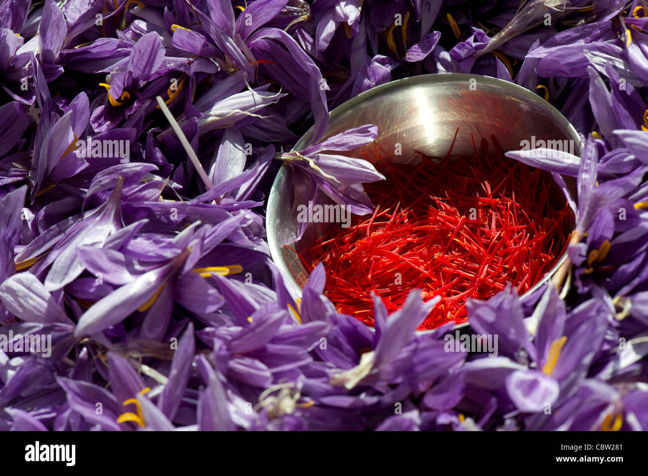 Saffron crocus sativus stigmas hi-res stock photography and images - Alamy