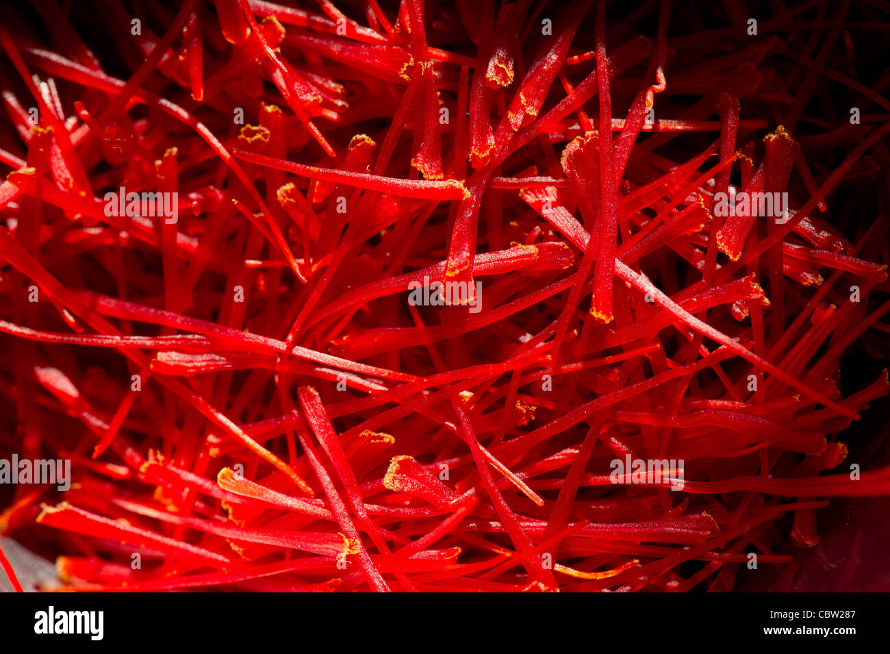 Saffron crocus sativus stigmas hi-res stock photography and images - Alamy