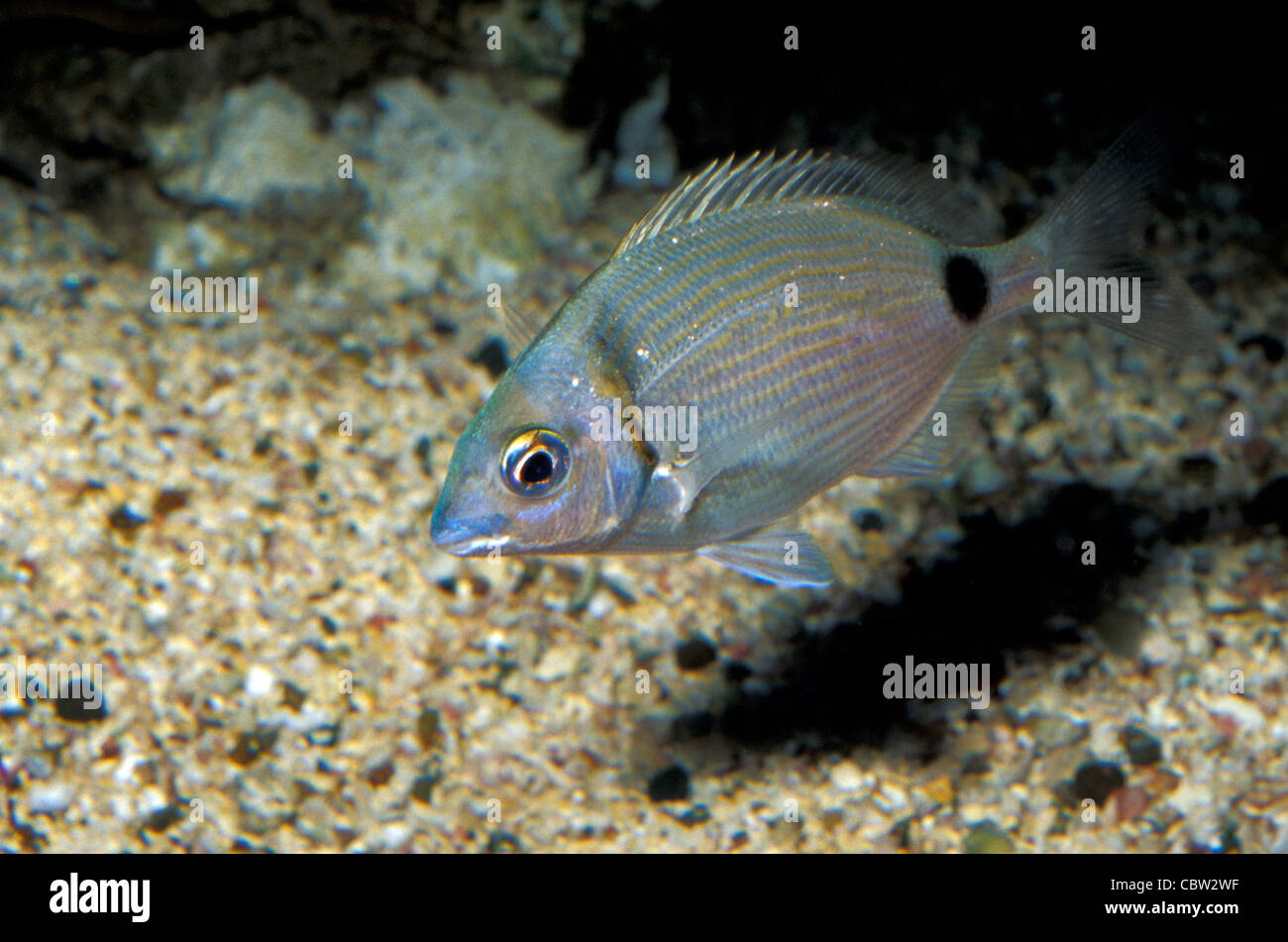 Annular seabream Diplodus annularis, Sparidae, Mediterranean Sea Stock ...