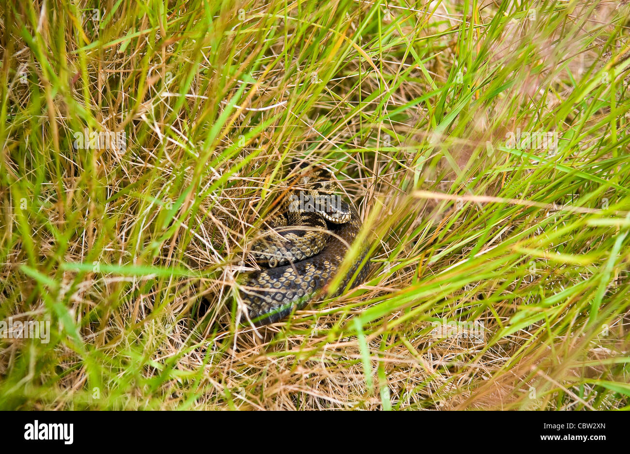Grass snake uk hi-res stock photography and images - Alamy