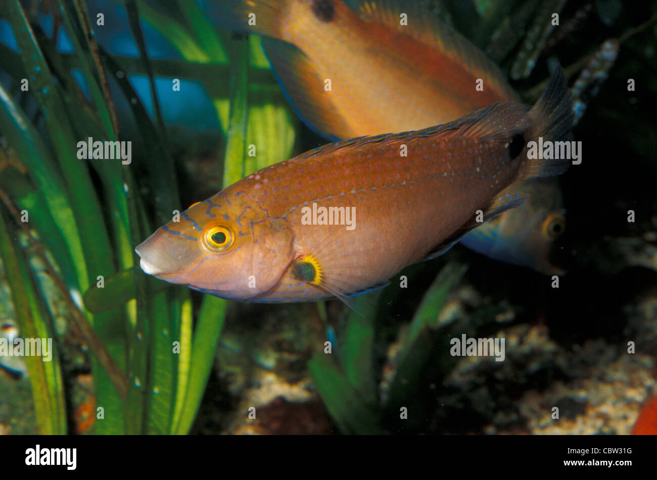 Labridae mediterranean hi-res stock photography and images - Alamy