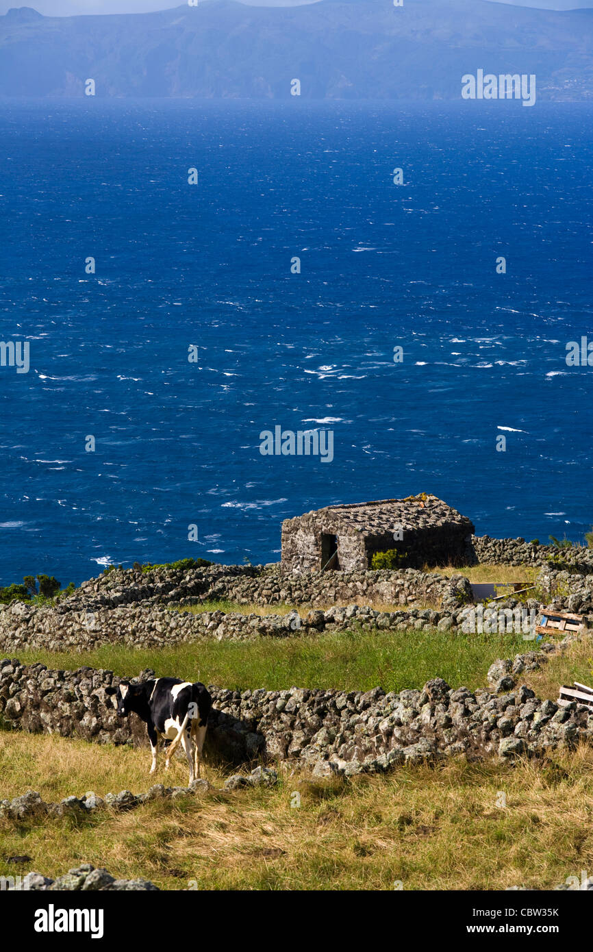 The smallest most isolated islands in the azores cows grazing hi-res ...