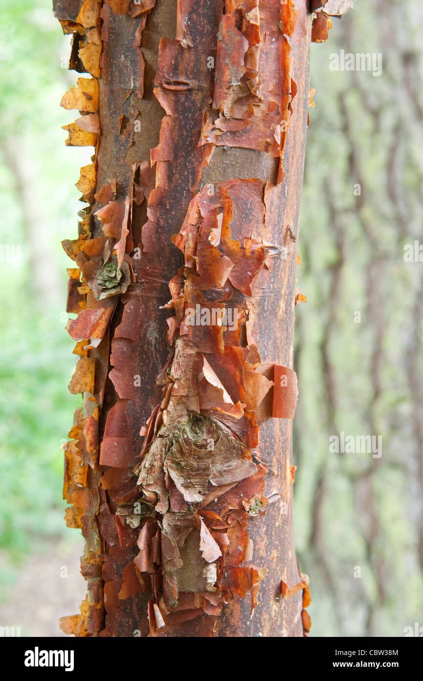 Paper Bark Maple (Acer griseum) trunk with exfoliating papery chestnut ...