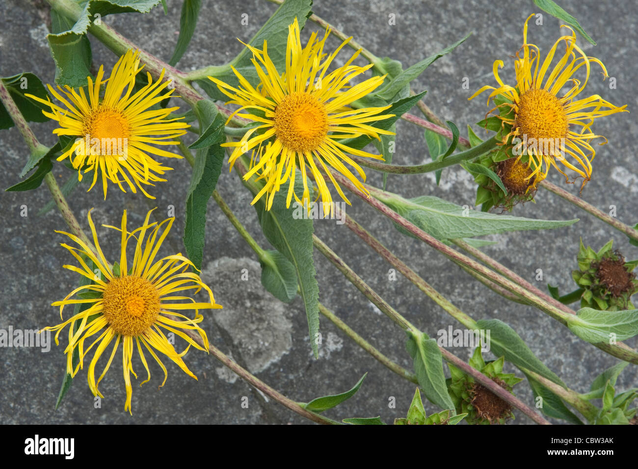 Inula flowers St Andrews Botanic Garden The Canongate Fife Scotland UK ...