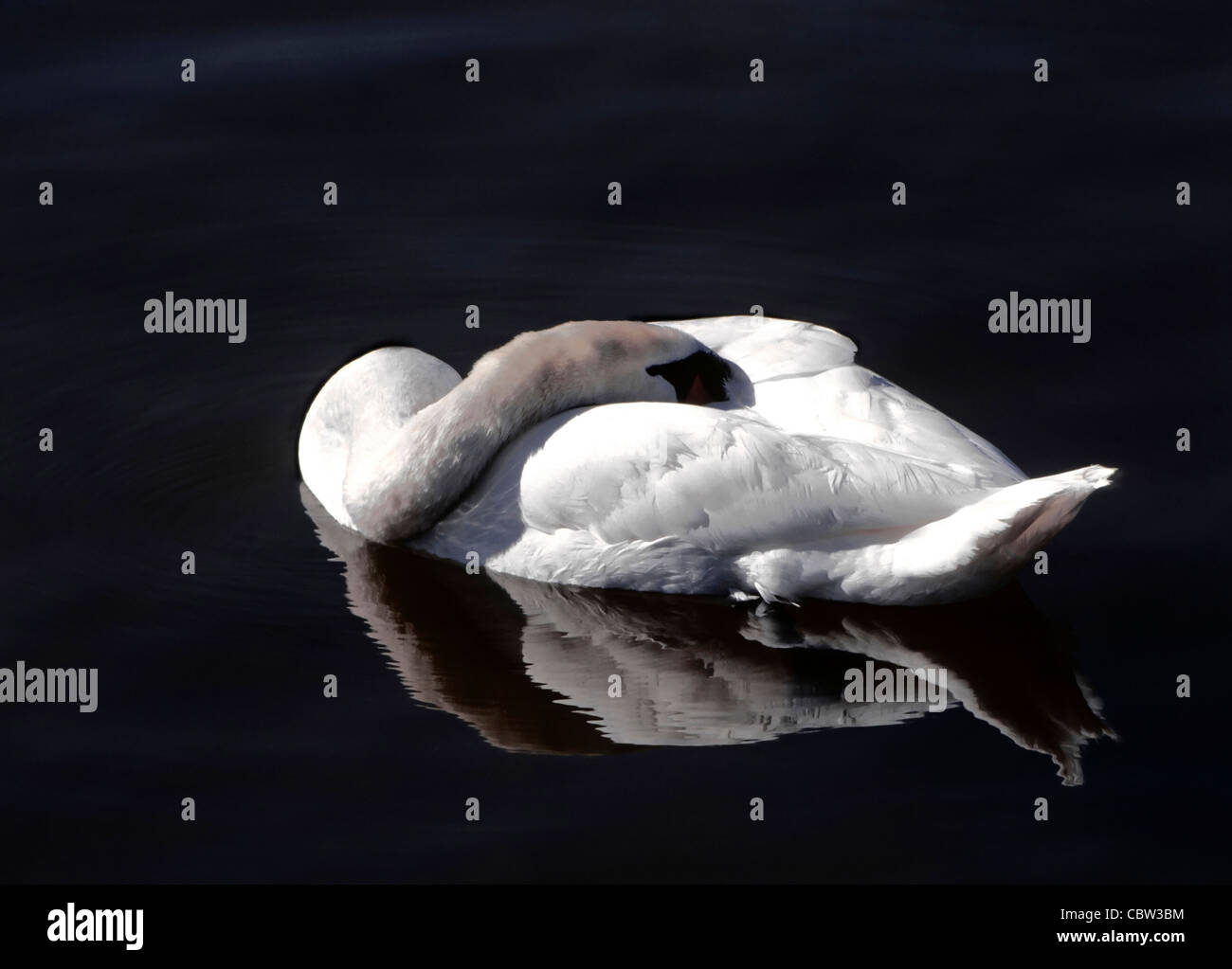 White Swan Resting on Lake ( Cygnus olor Stock Photo - Alamy