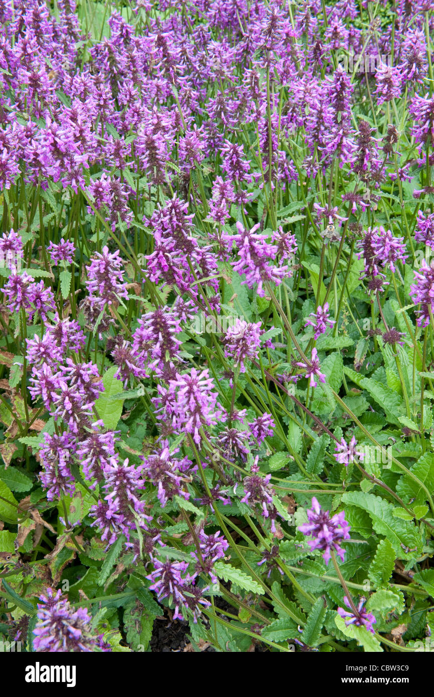 Wood Betony Bewton (Stachys officinalis) flowers St Andrews Botanic ...