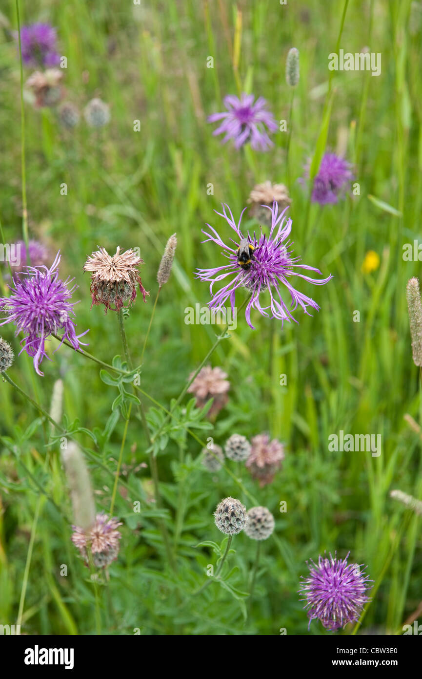 Wild fife hi-res stock photography and images - Alamy