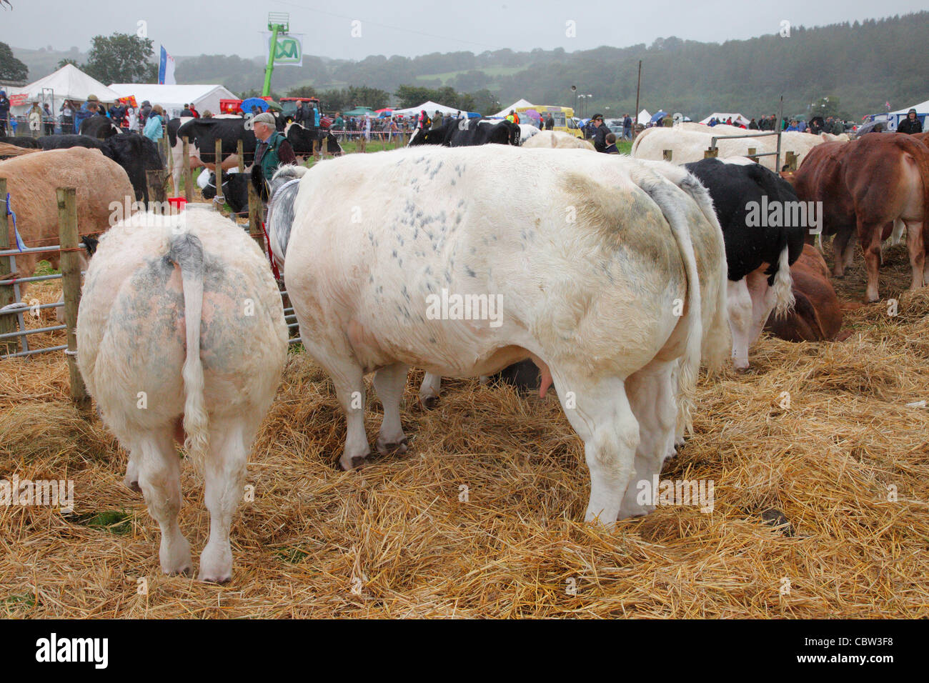 Tethered Cows Stock Photos & Tethered Cows Stock Images - Alamy