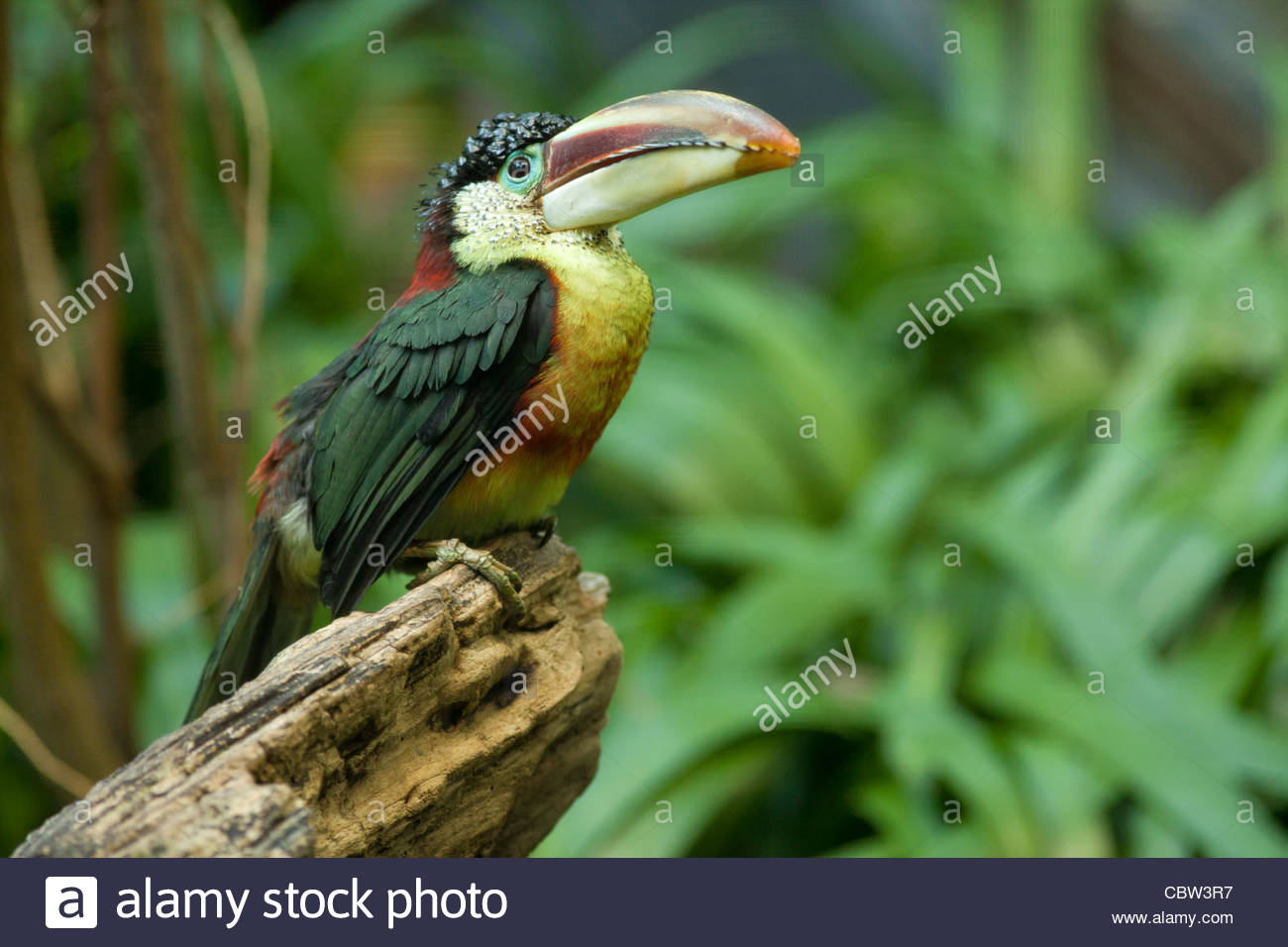 Curl Crested Aracari Stock Photos & Curl Crested Aracari Stock Images ...