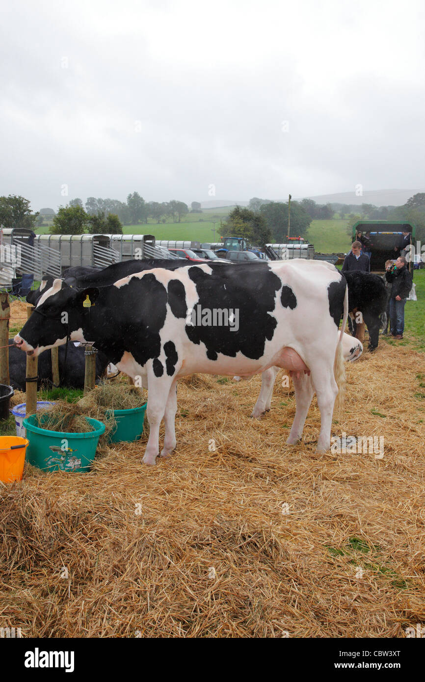 Agricultural show cattle cow hi-res stock photography and images - Alamy