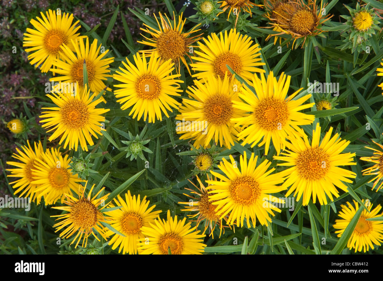 Inula ensiflolia flowers St Andrews Botanic Garden The Canongate Fife ...