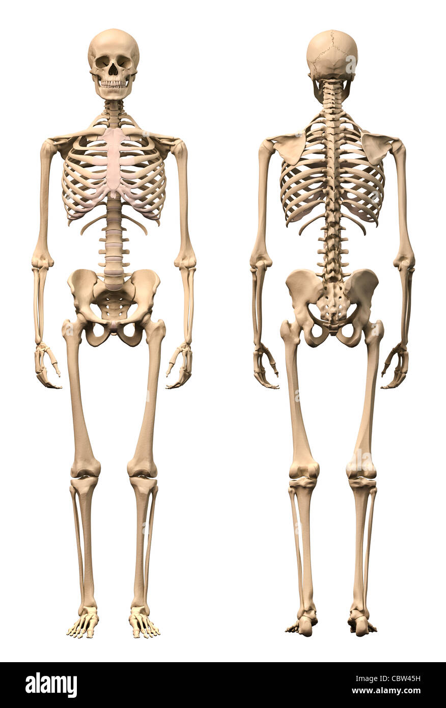Male Human skeleton, two views, front and back. Scientifically correct ...