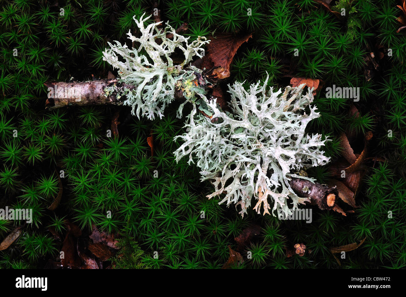 Grey Moss High Resolution Stock Photography and Images - Alamy
