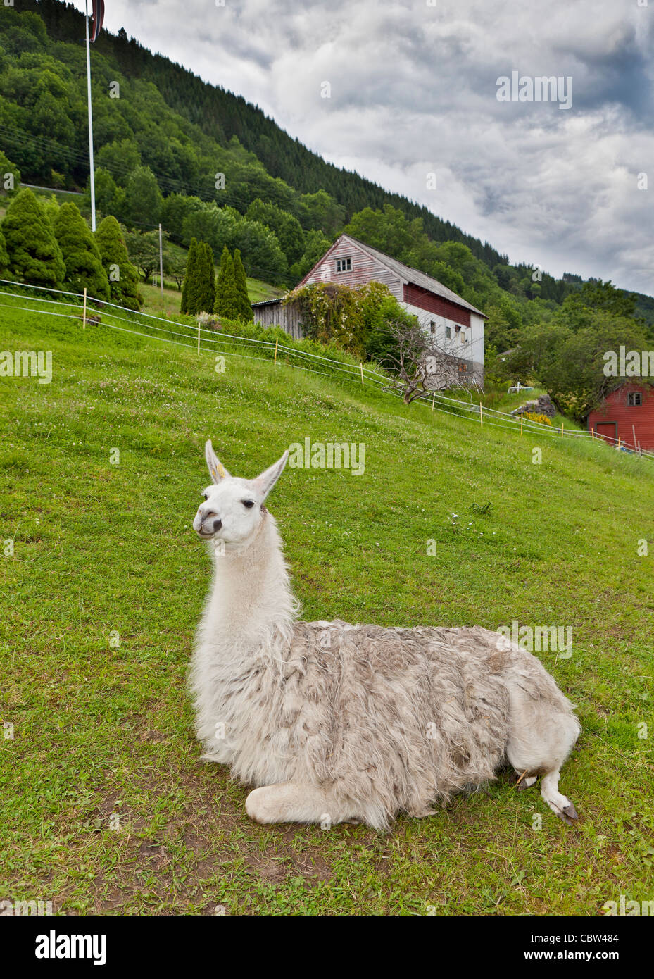 Llama, Lofthus, Norway Stock Photo - Alamy