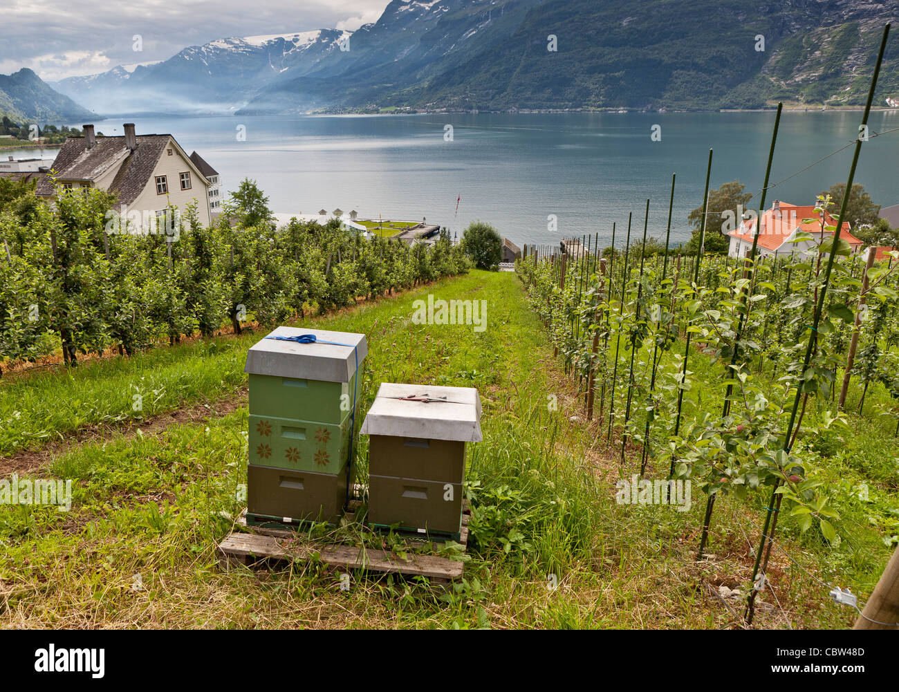 Apple Orchard, Lofthus, Ullensvang, Norway Stock Photo - Alamy